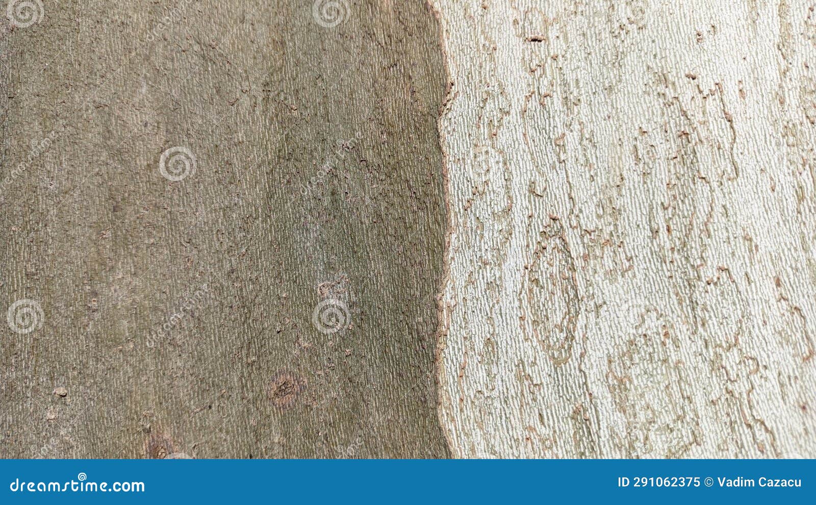 Two Different Colors on the Square of One Tree Tree Stock Image - Image ...