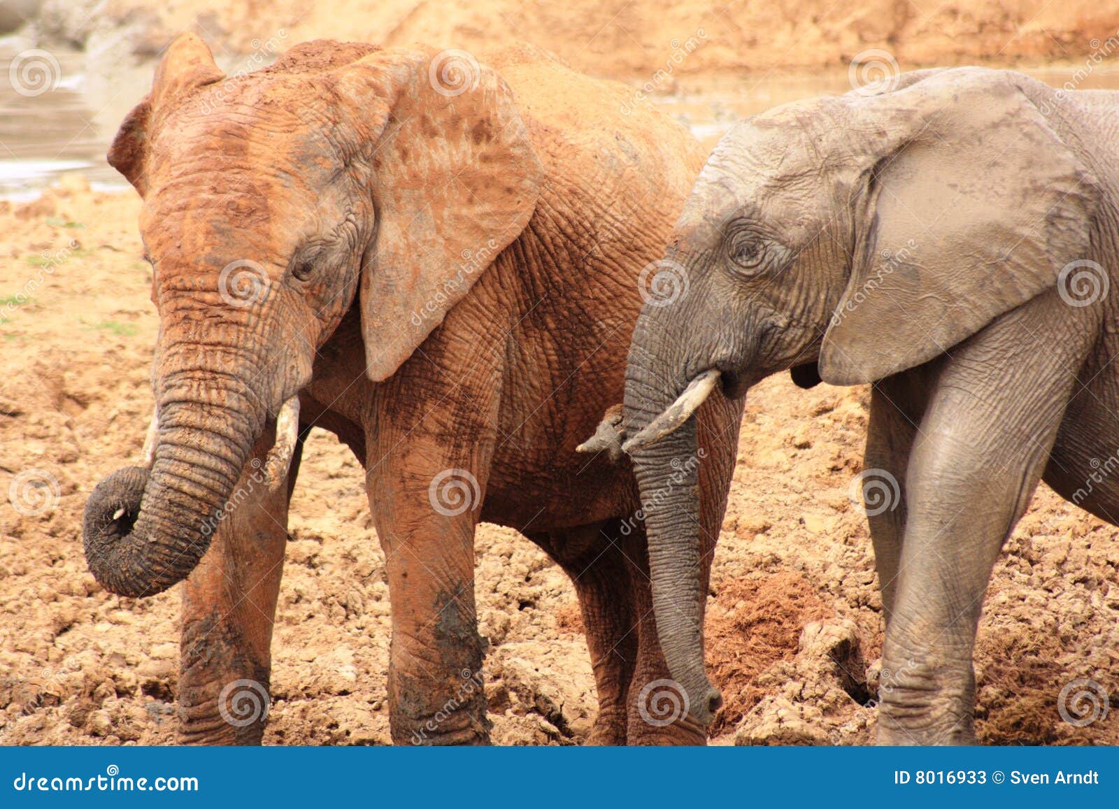 Two different elephants stock image. Image of ivory, animal - 8016933