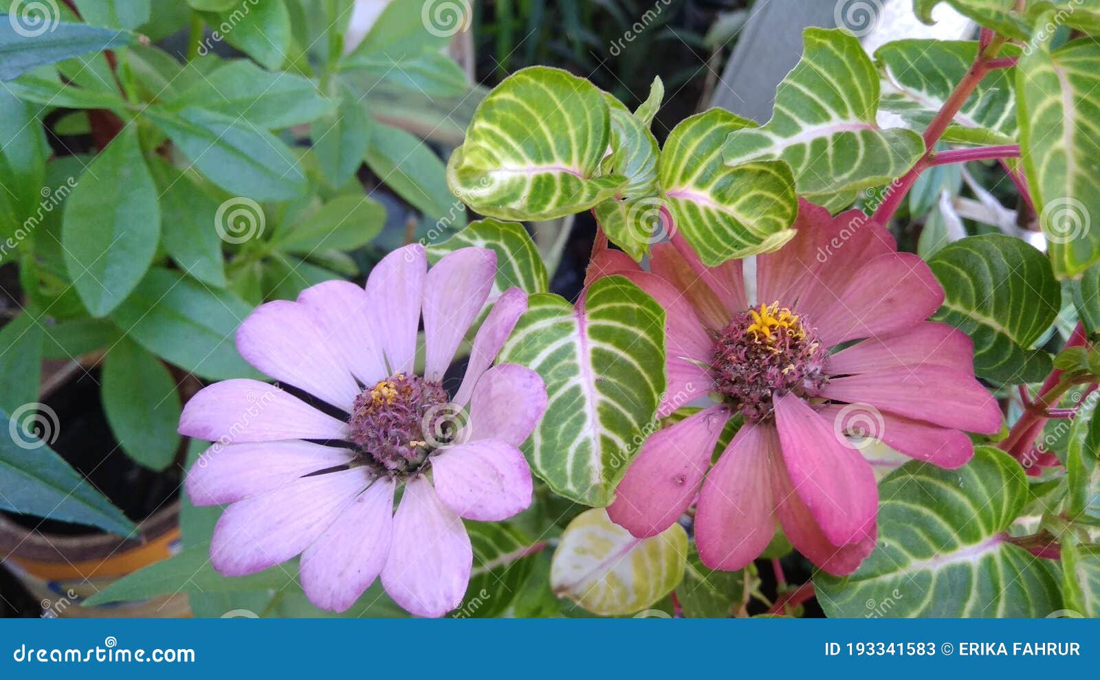 Two Different Flowers Colors that Bloom Together Stock Image - Image of ...