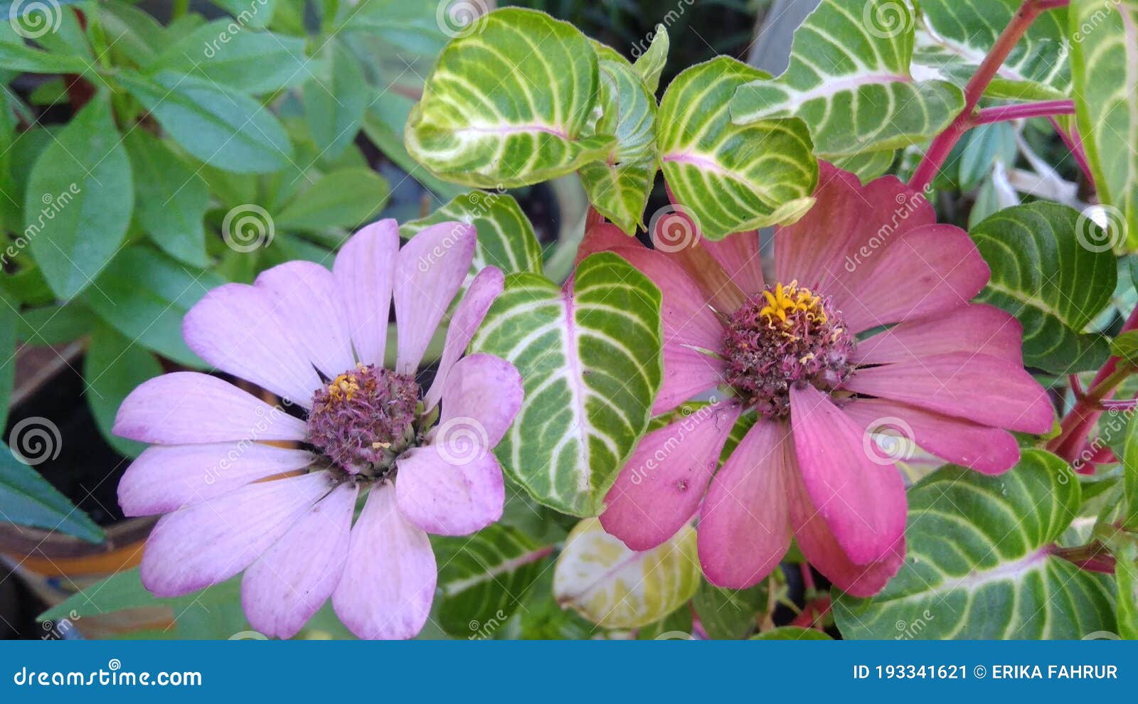 Two Different Flowers Colors that Bloom Together Stock Image - Image of ...