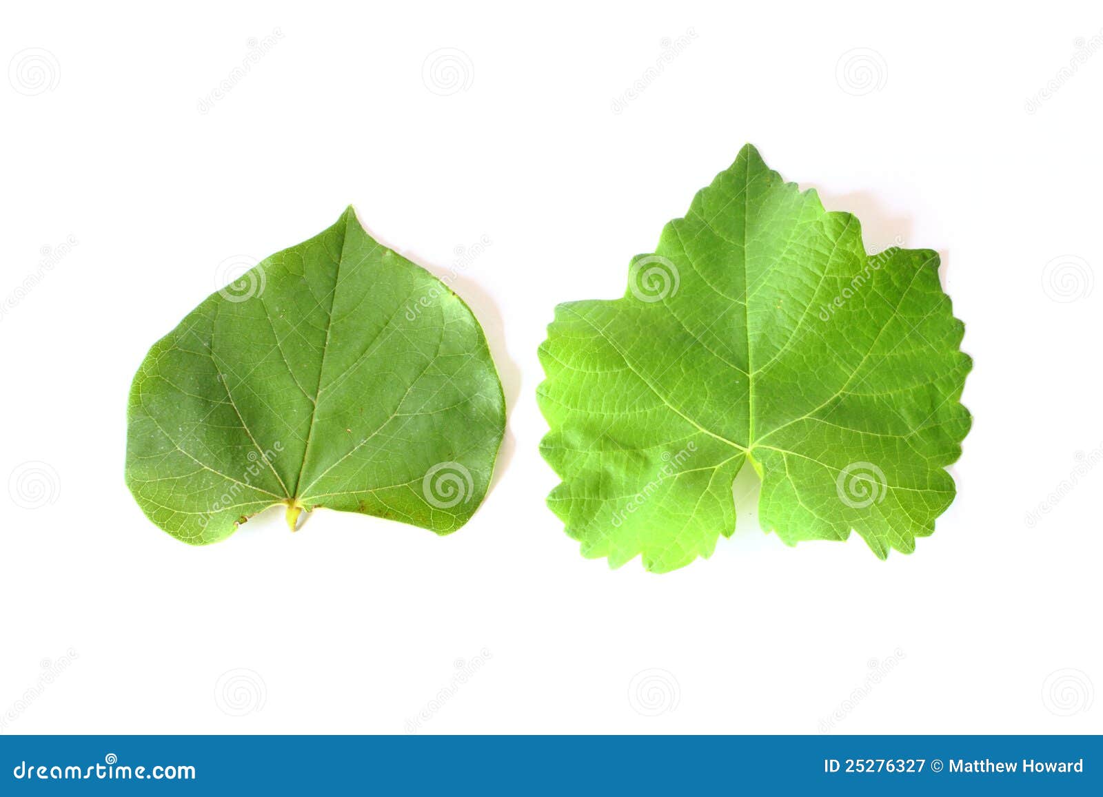 Two Different Leaves stock image. Image of white, leaves - 25276327
