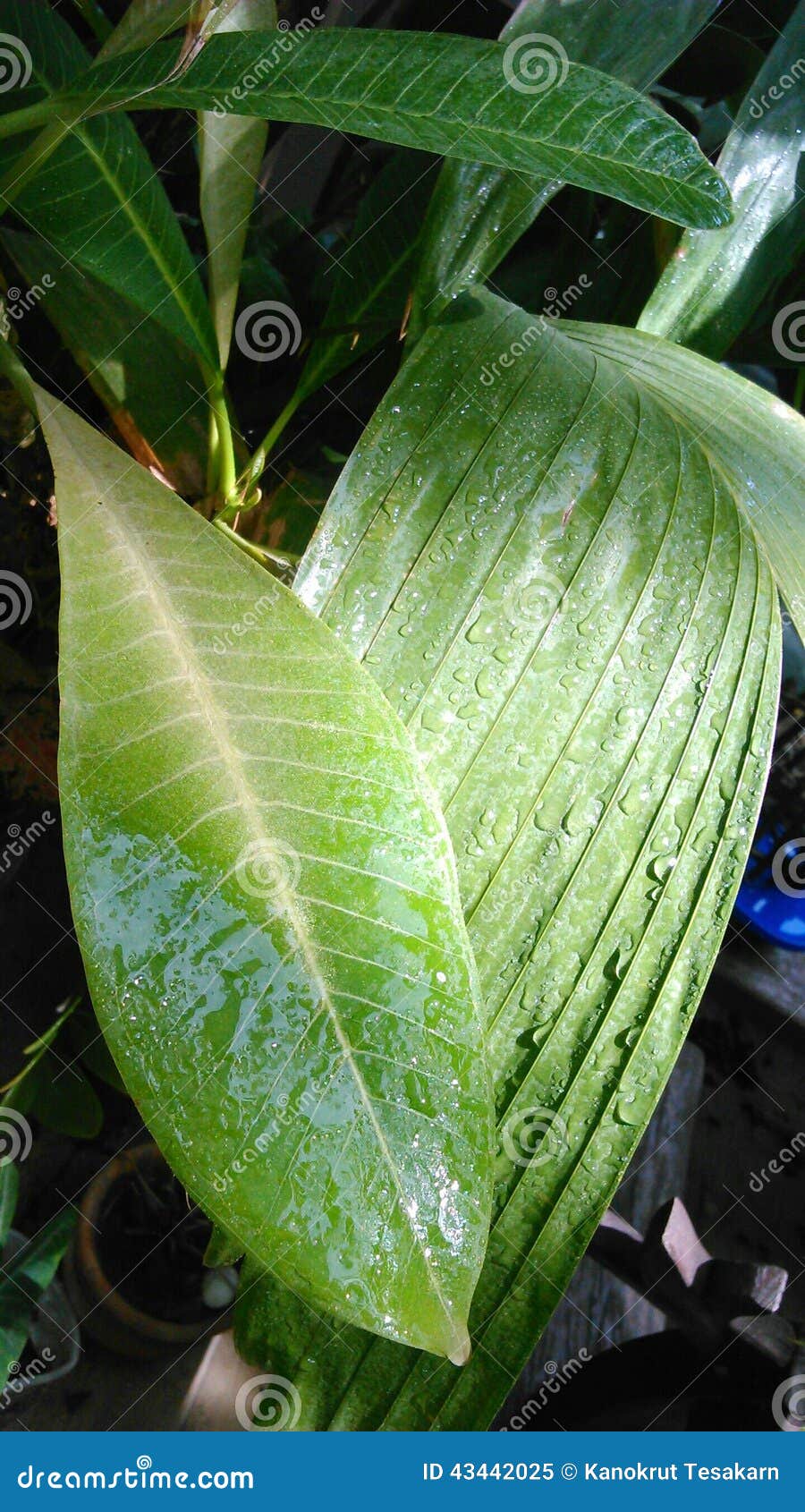 Two Different Leaves in One Garden Stock Image - Image of grow, leaves ...