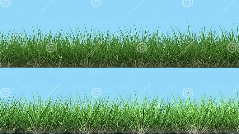 Two Different Lines of Grass Frontal Render Isolated on Light Blue High ...