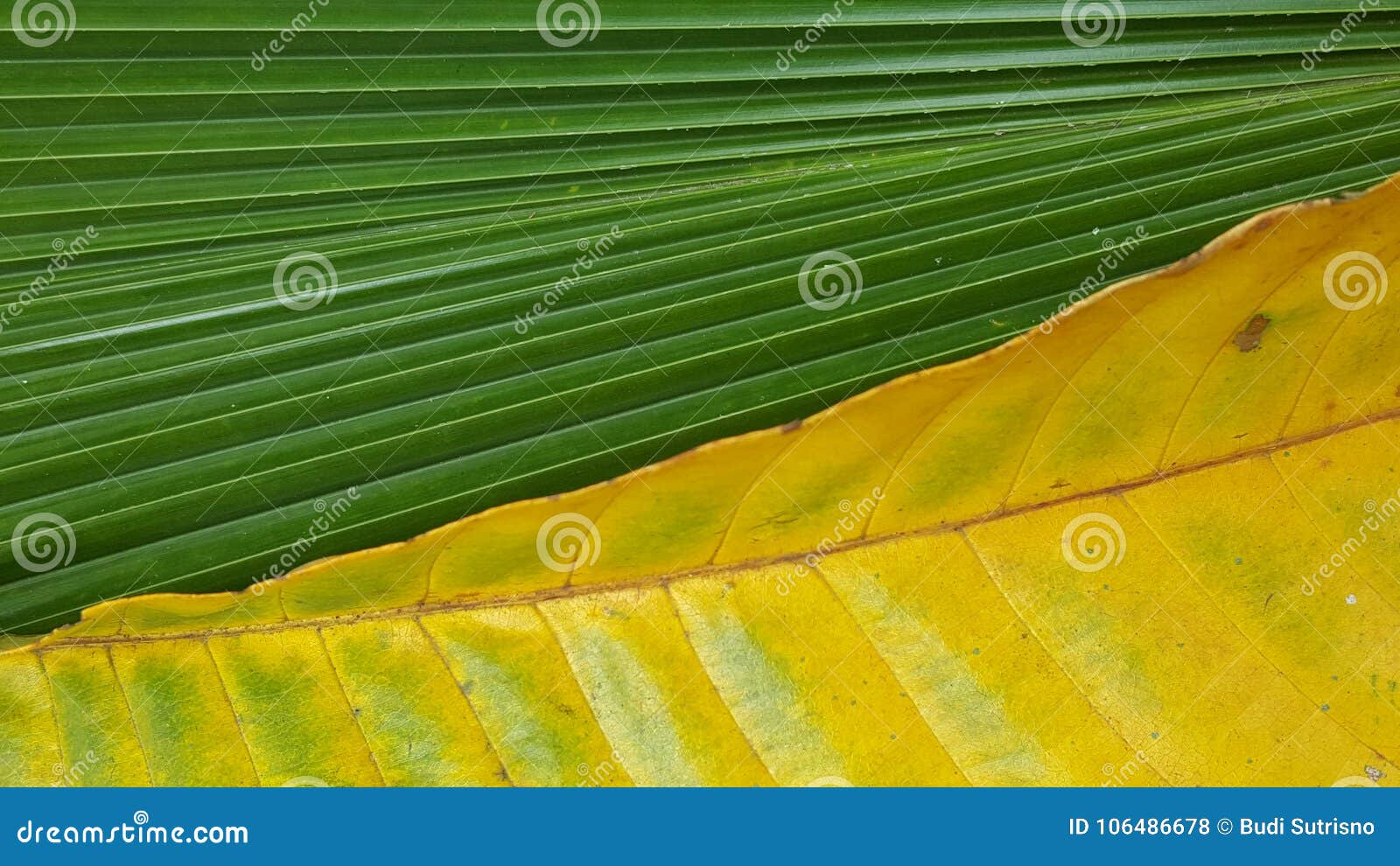 Two Different Pattern And Colour Of The Leaves Royalty-Free Stock Image ...
