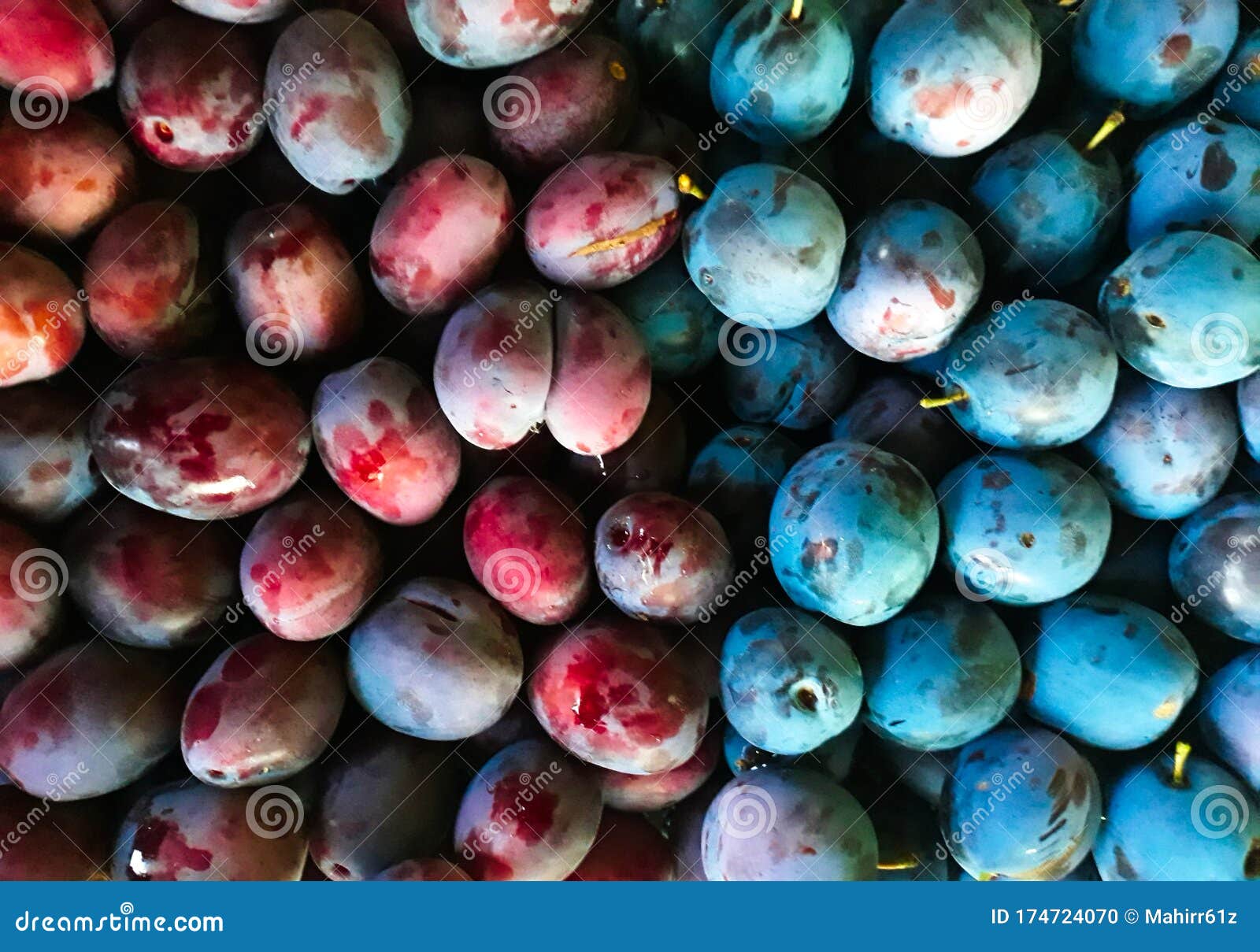 Two Different Plum Cultivars Side by Side Stock Photo - Image of ...