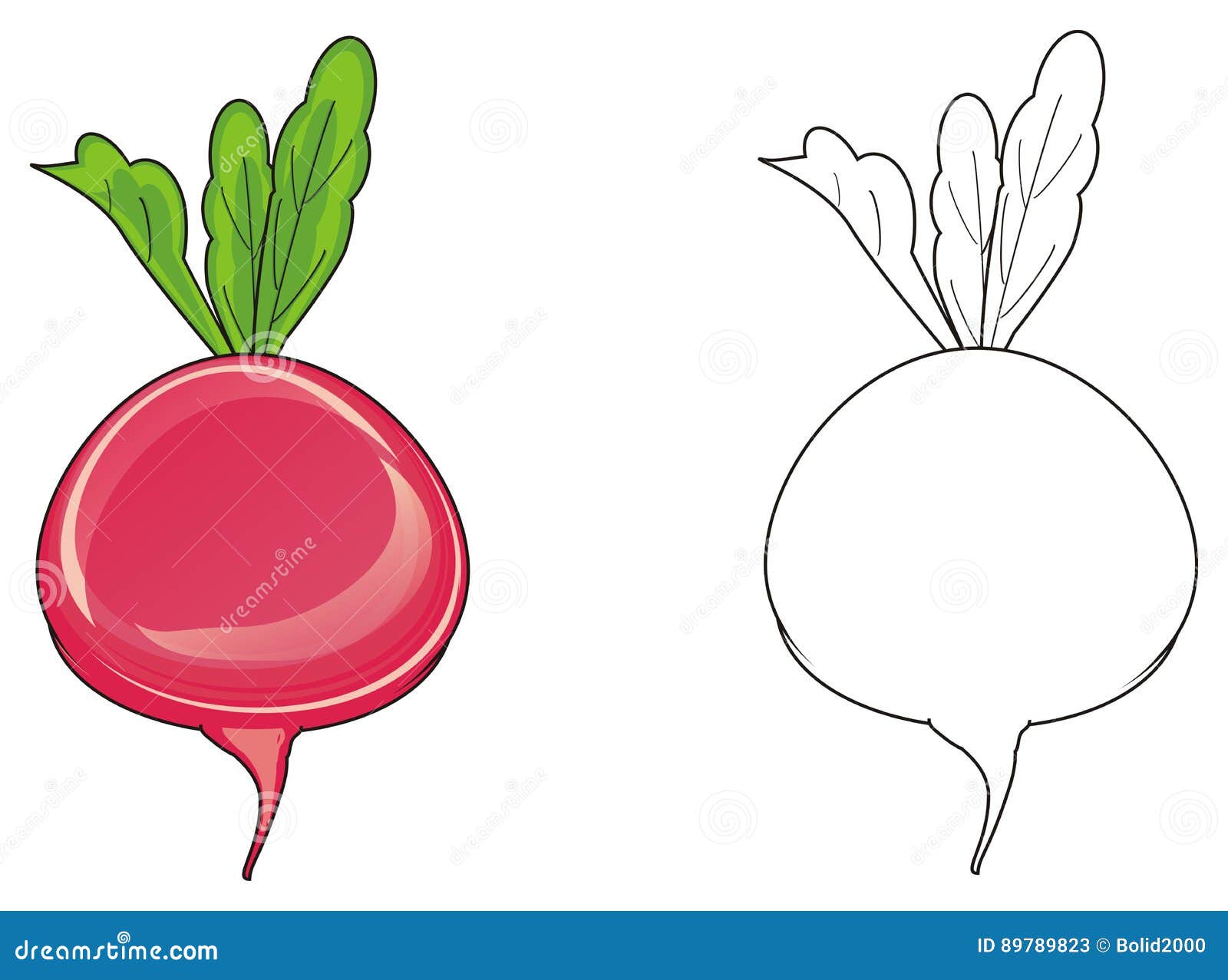 Two different radishs stock illustration. Illustration of cook - 89789823