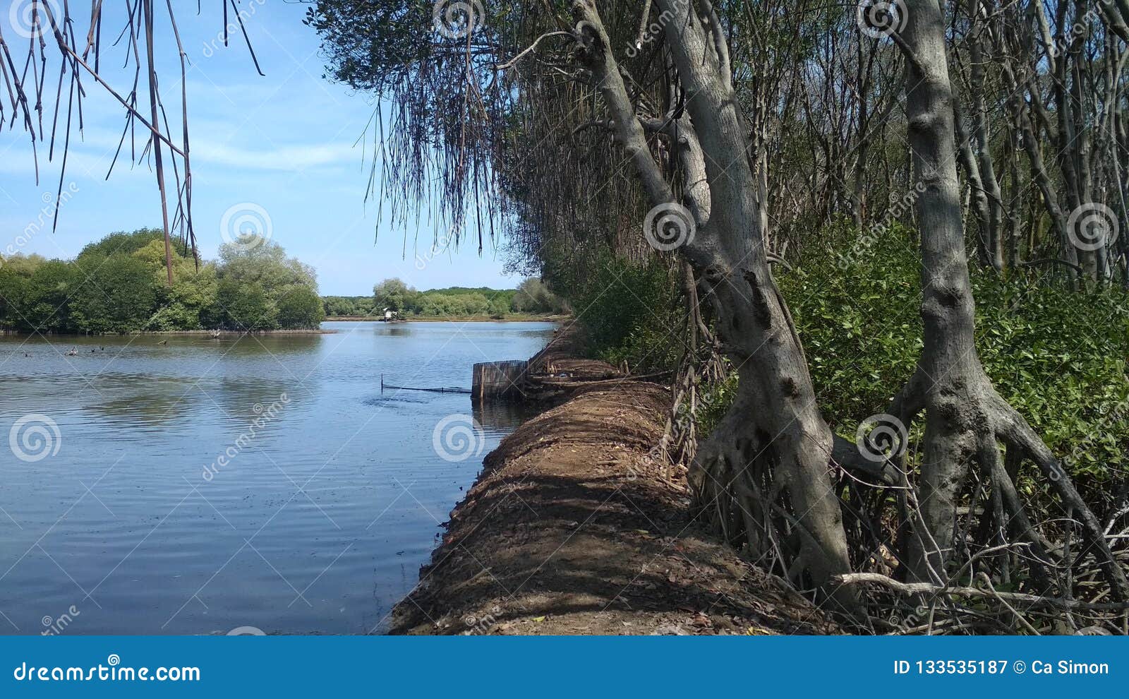 Two different sides stock image. Image of forests, mangrove - 133535187