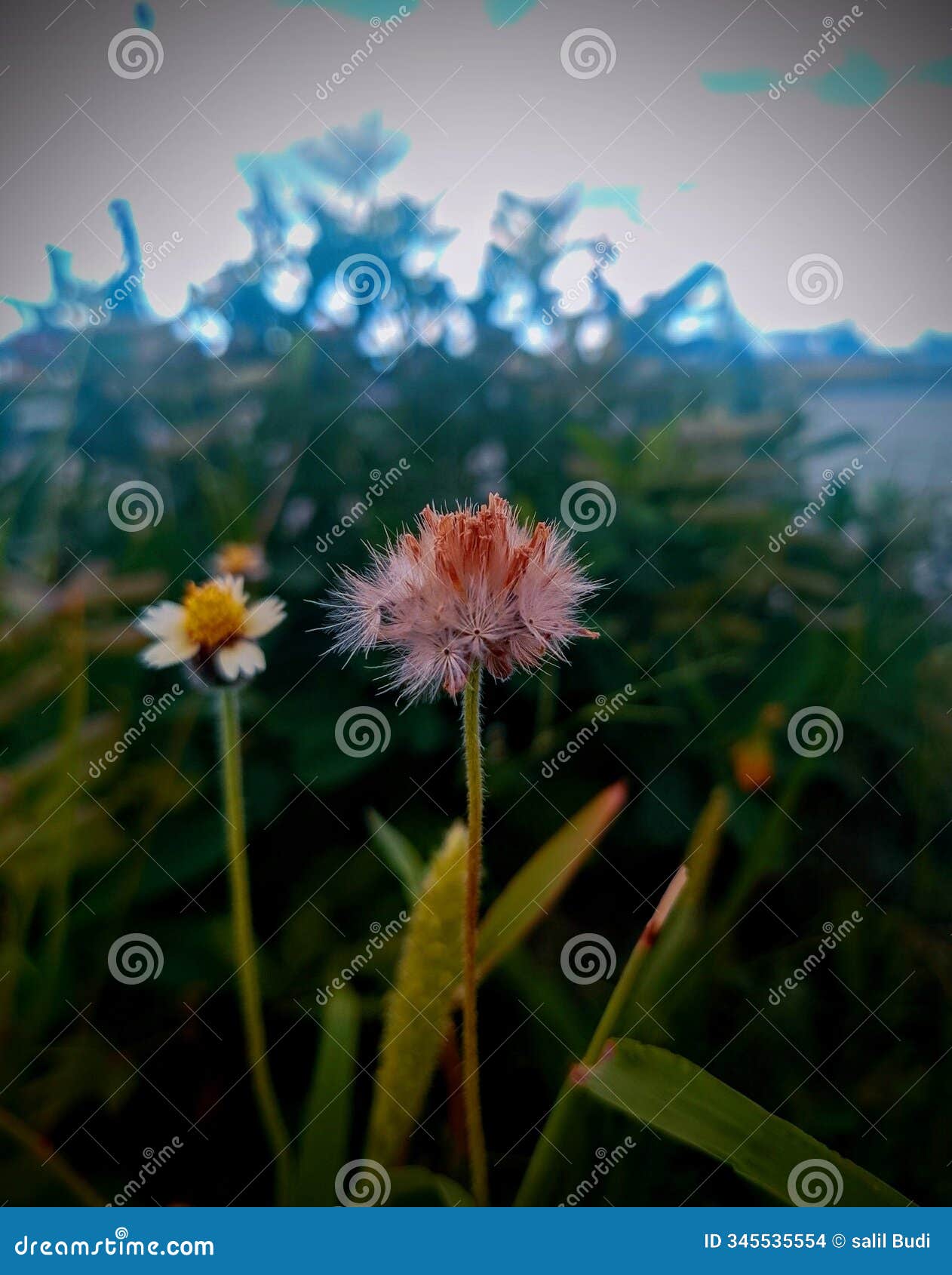 Two Different Small Flowers Close Together Stock Photo - Image of color ...