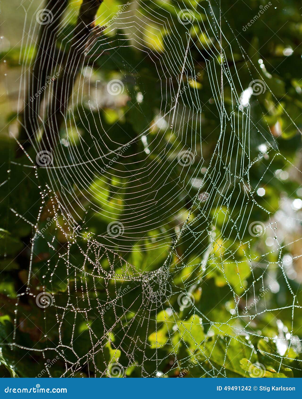 Spider Nets Royalty-Free Stock Photography | CartoonDealer.com #144411077