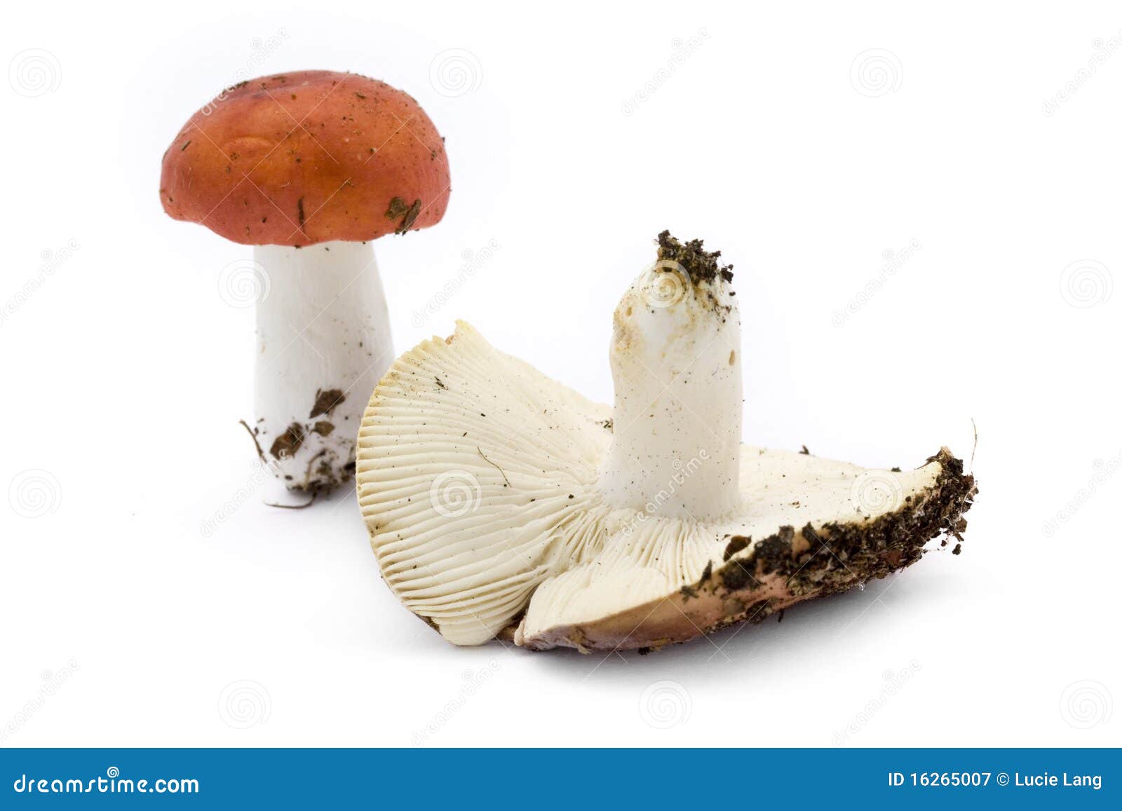 Two Different Toadstools Over White Stock Image - Image of inedible ...