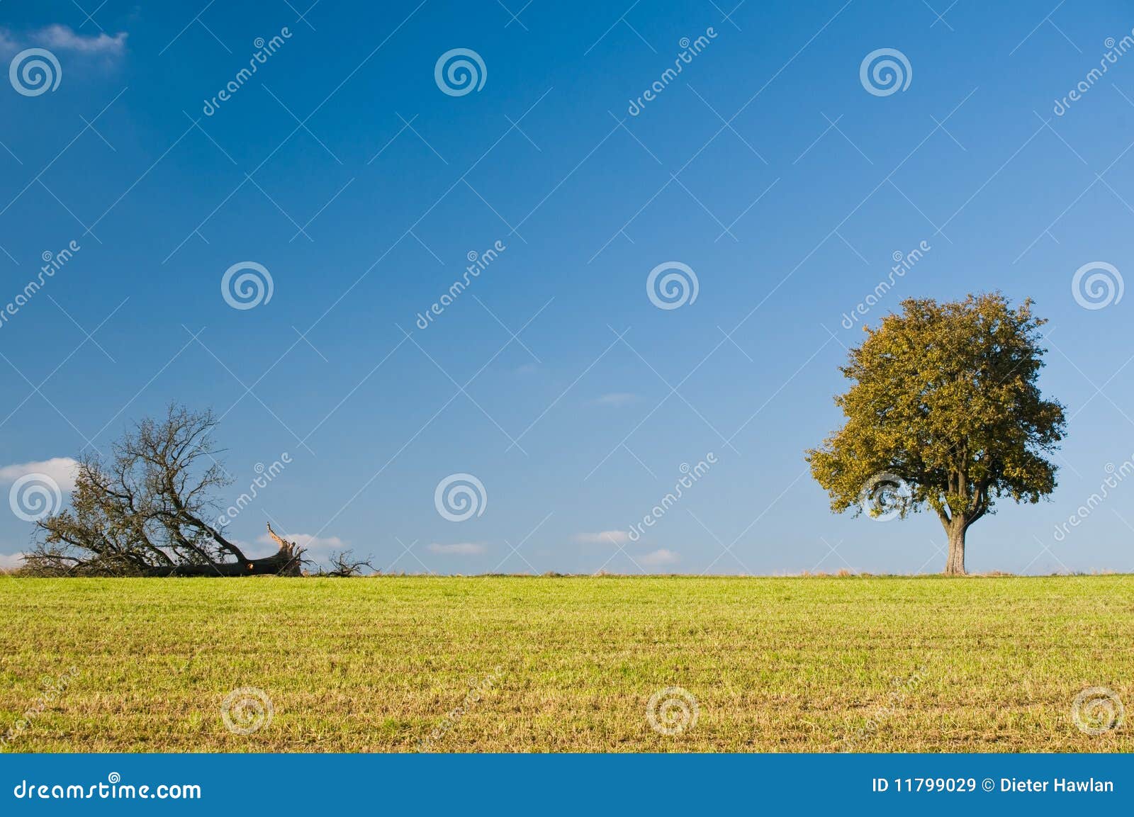 Two Different Trees stock image. Image of ground, life - 11799029