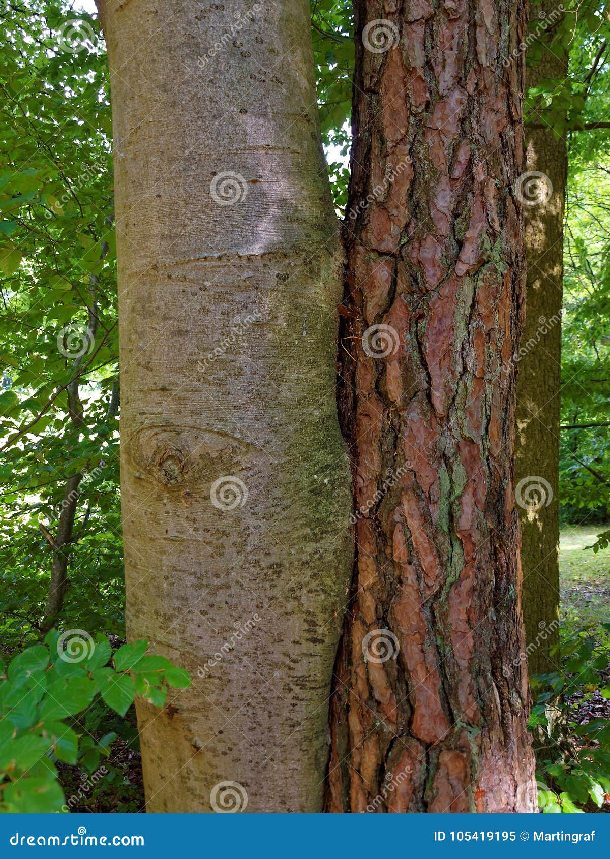 Two Different Trees Joined Together Stock Image - Image of linked ...