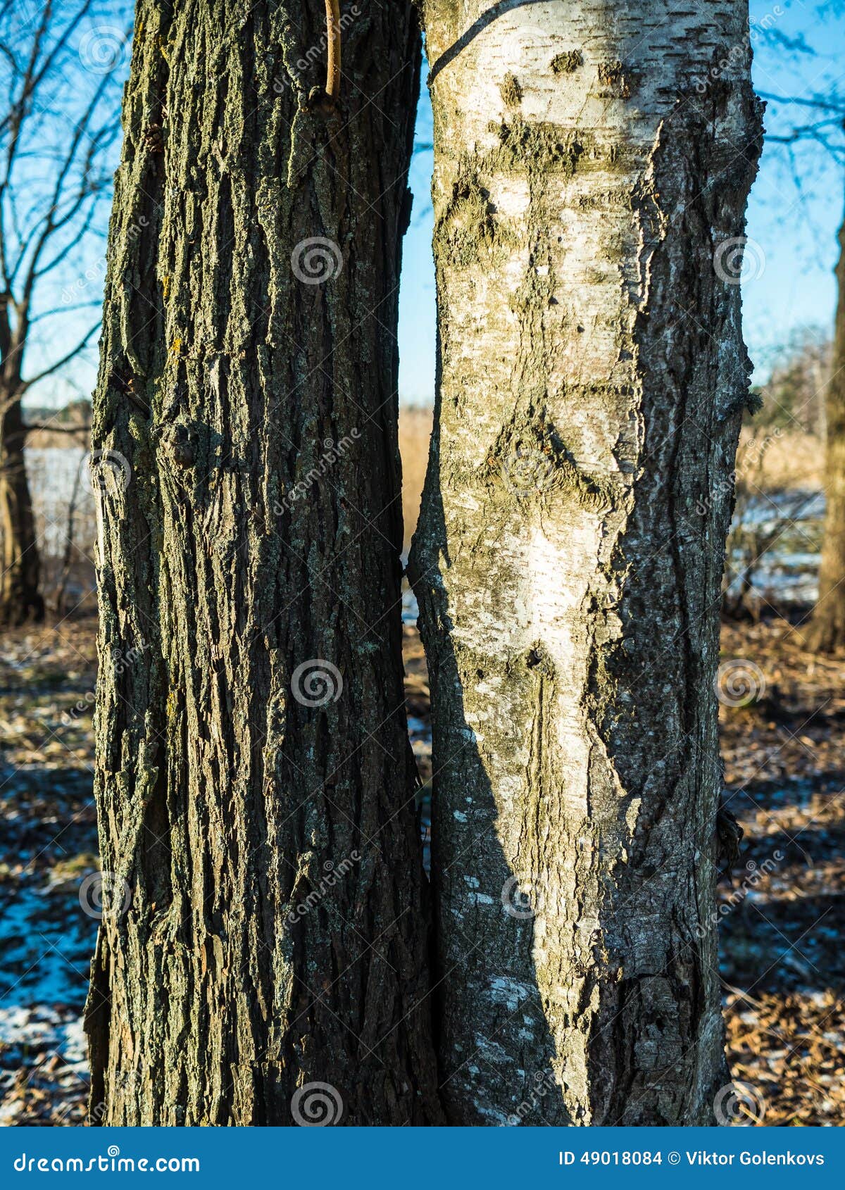 Two Different Trees Close To Each Other Stock Photo - Image of park ...