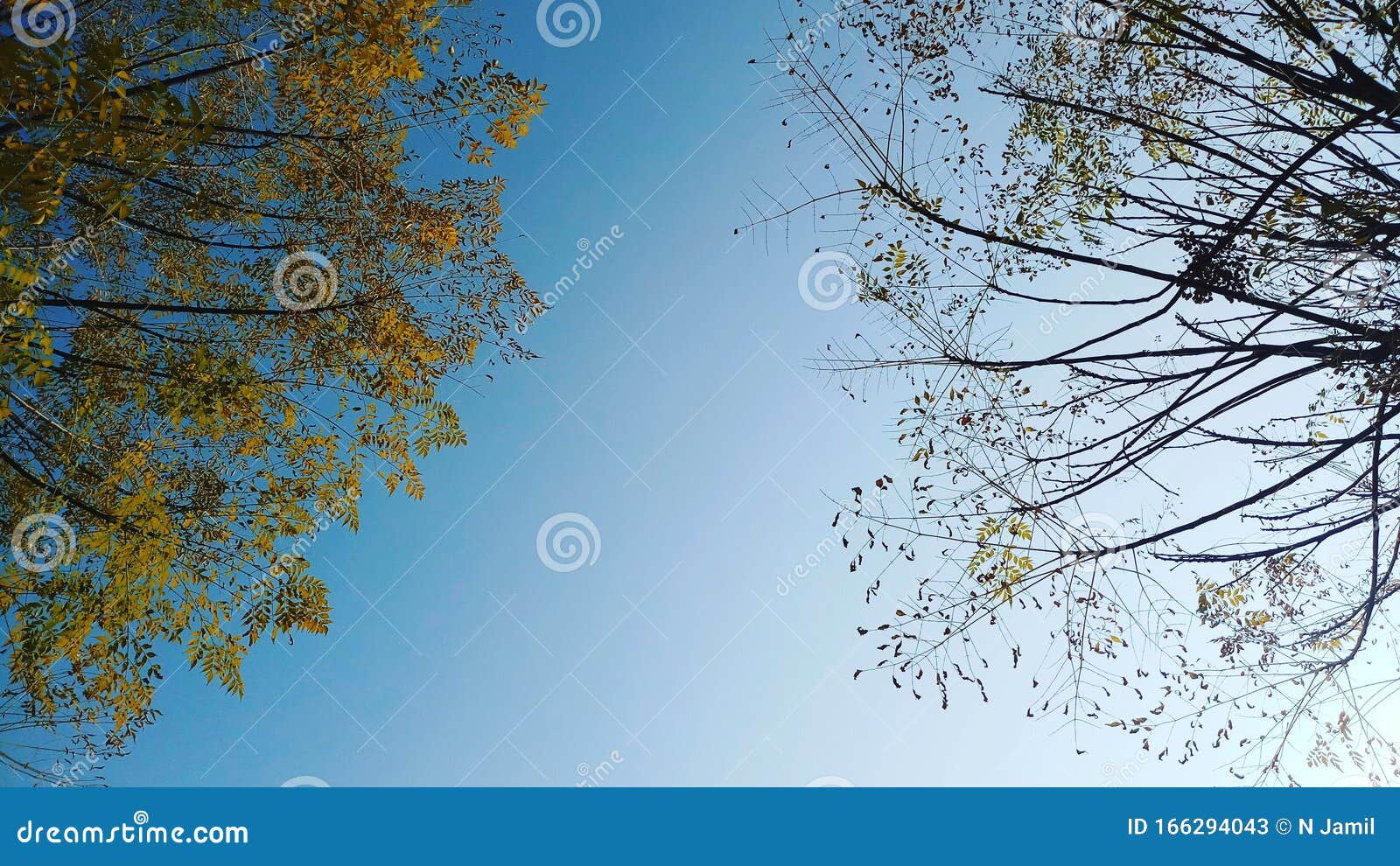 Two Different Trees Existing Side by Side Stock Image - Image of trees ...