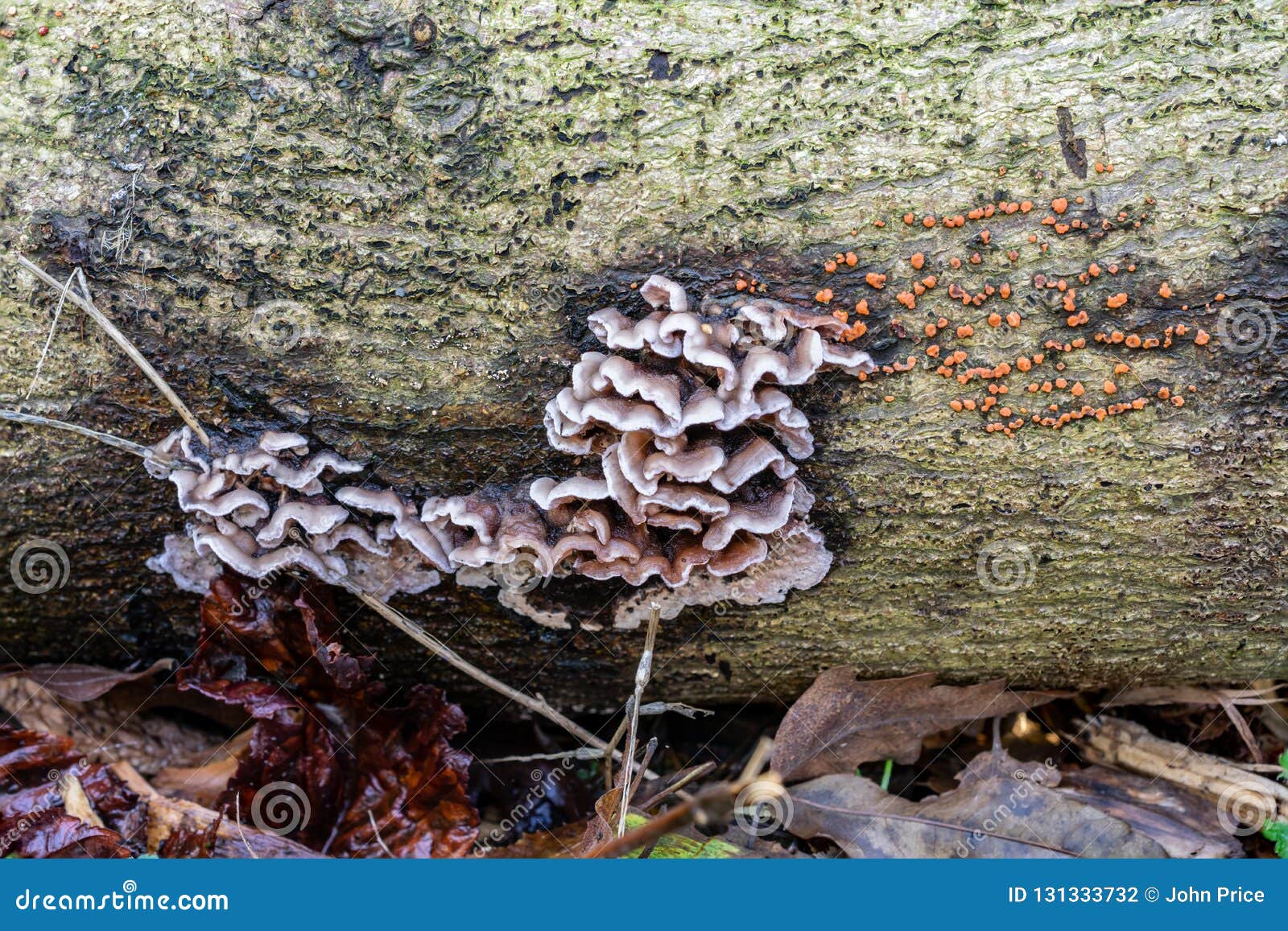 Fungi on a log stock photo. Image of growth, colorful - 131333732