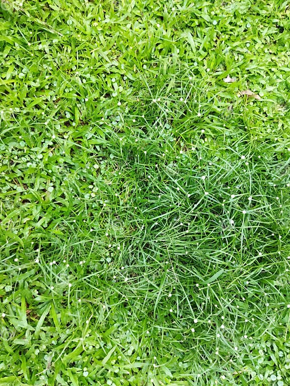 When Two Different Types of Grass Come Together. Stock Photo - Image of ...