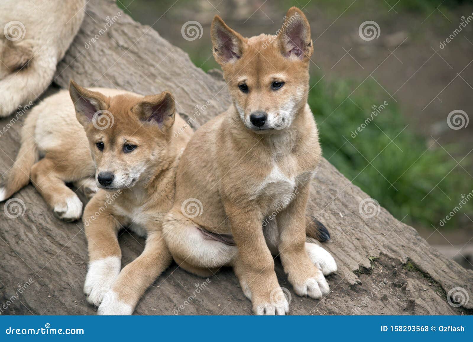 The Two Dingo Puppies are on a Log Stock Photo - Image of wild, dingo ...
