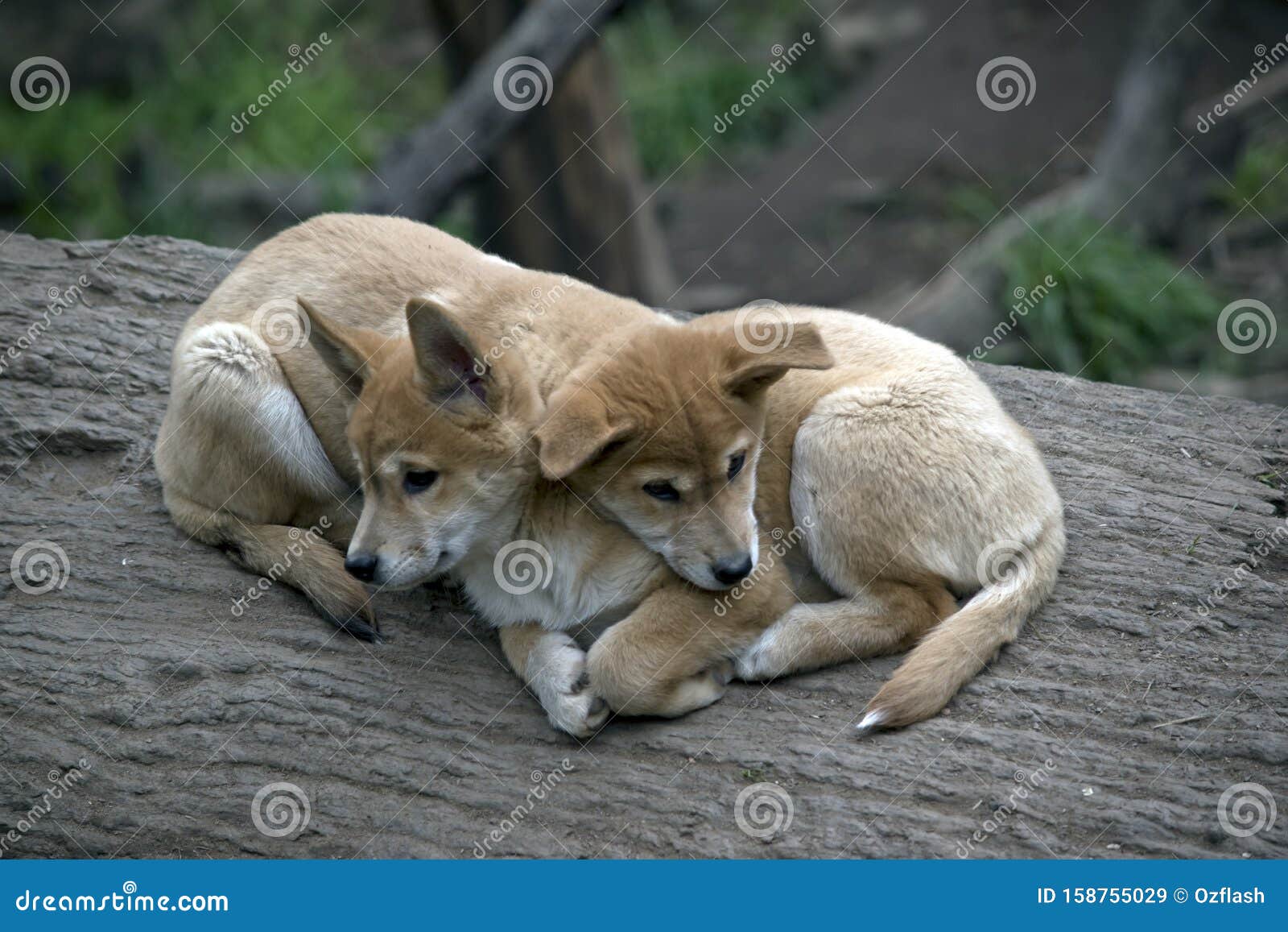 The Two Dingo Puppies are Resting Stock Image - Image of wildlife ...