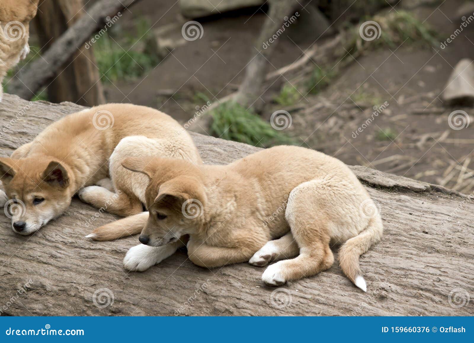 The Two Dingo Puppies are Resting Stock Photo - Image of wild ...