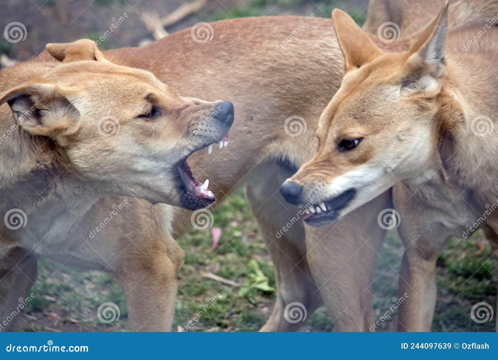 The Two Dingos are Fighting To See Which is the Alpha Dog Stock Image ...