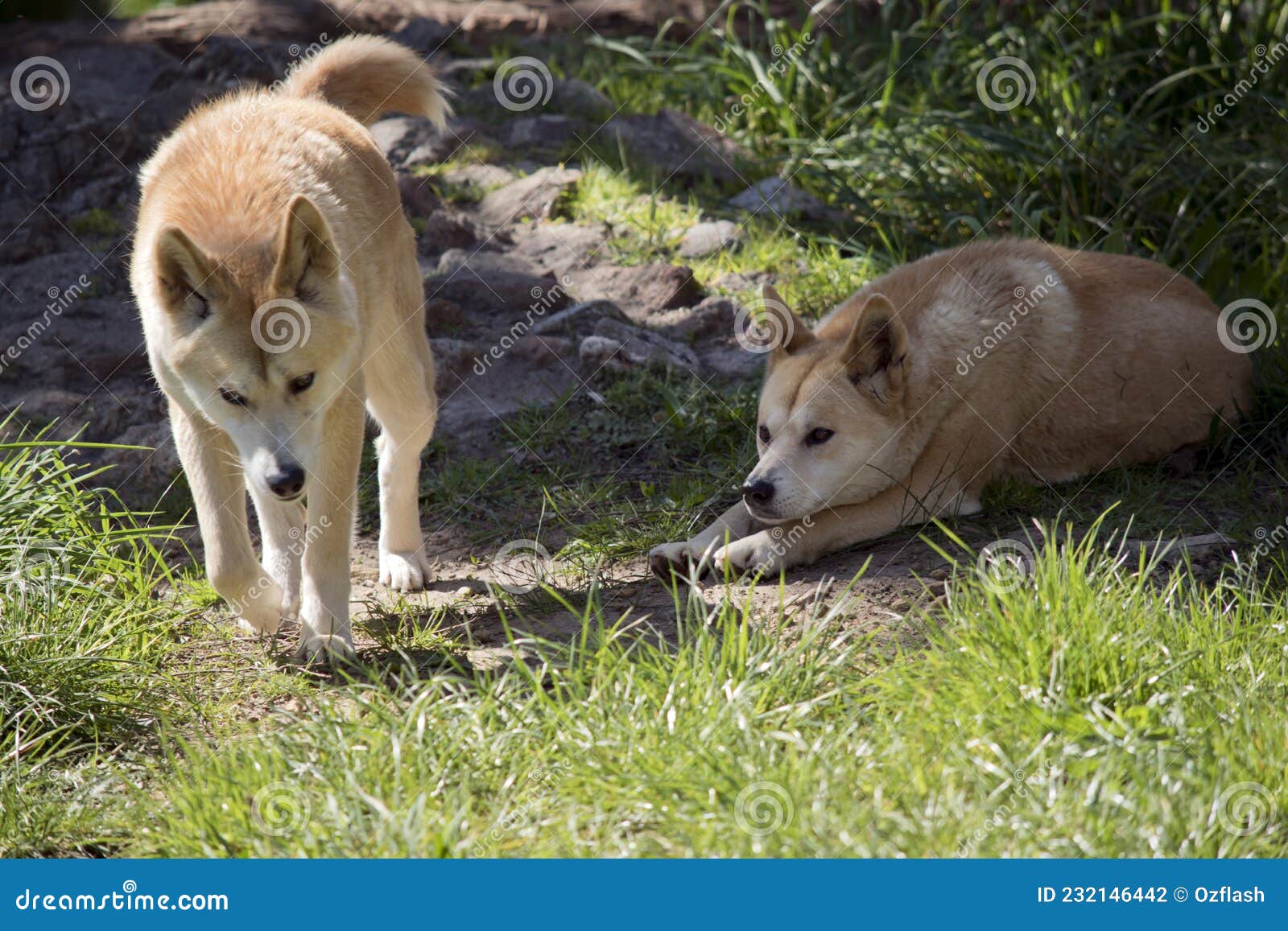 The Two Dingos are Resting in the Shade Stock Photo - Image of wildlife ...