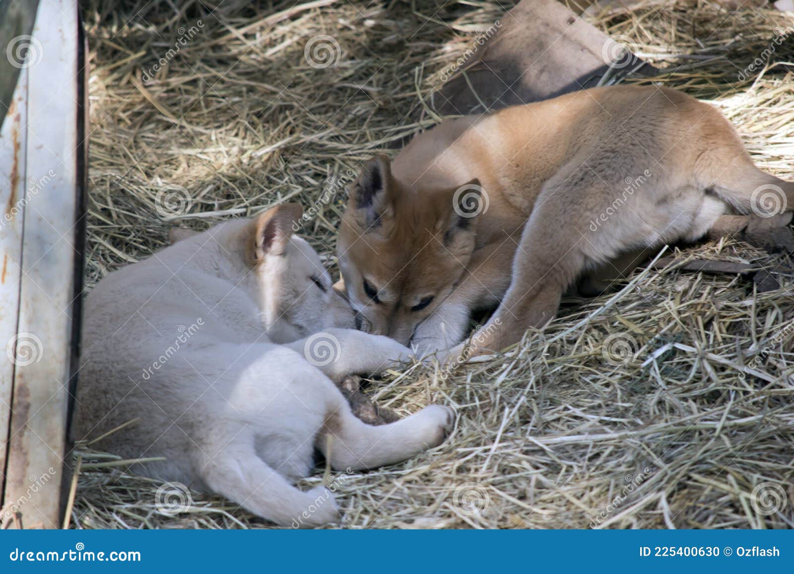 The Two Dingos are Sleeping Together Stock Photo - Image of nose, black ...