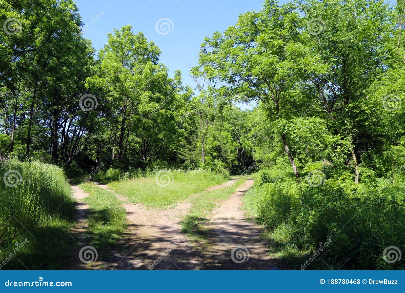 Two Dirt Road Paths Heading into Forest Glade Sunny Stock Photo - Image ...