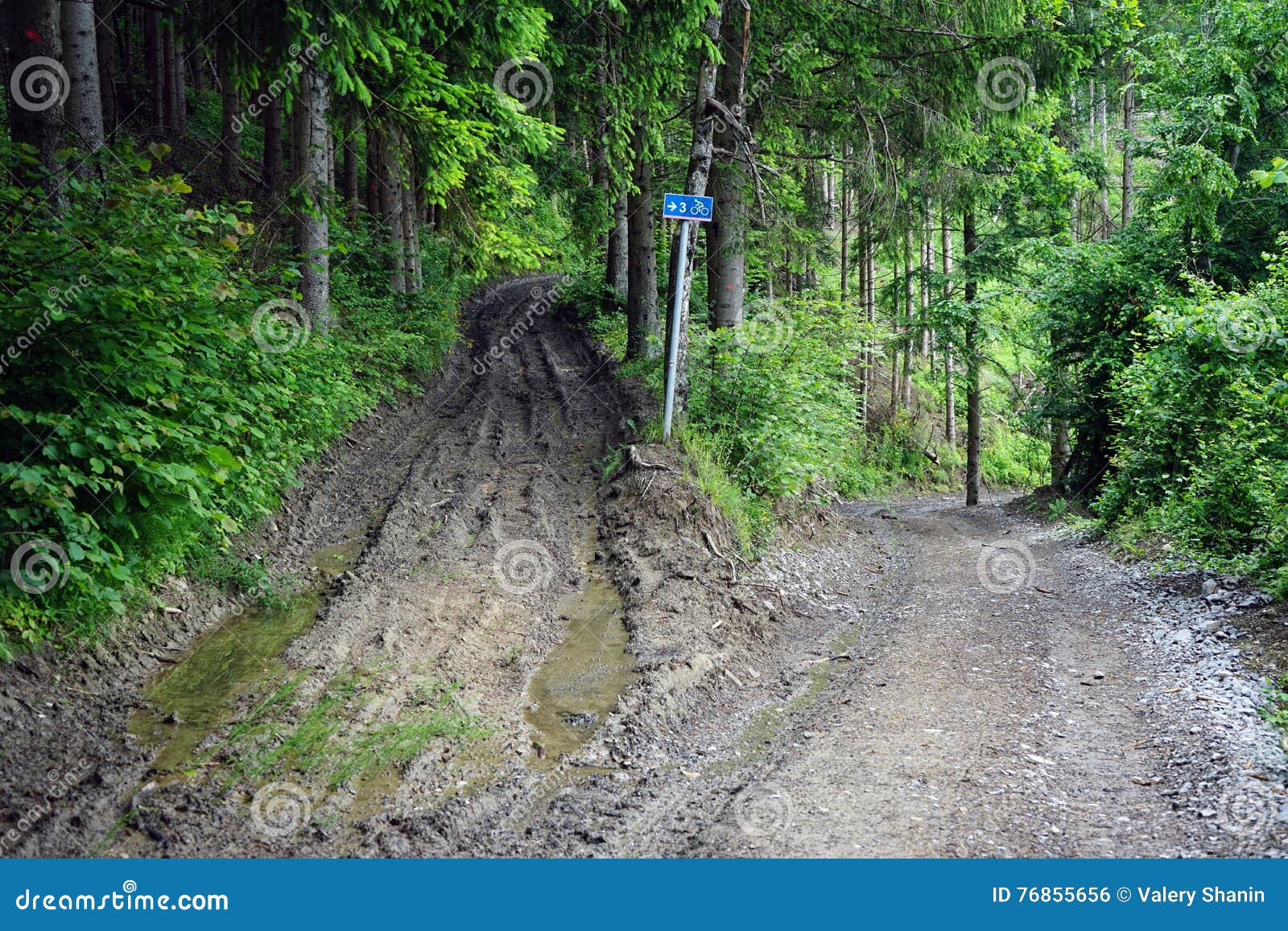 Two dirt roads stock photo. Image of forest, branch, leaves - 76855656