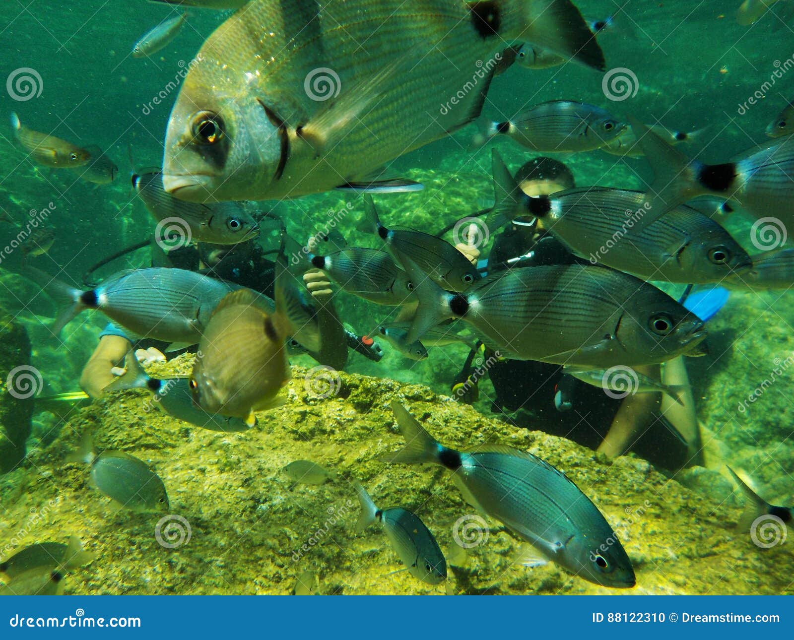 Two Divers Swimming with Fish in the Deep Oceans Stock Photo - Image of ...