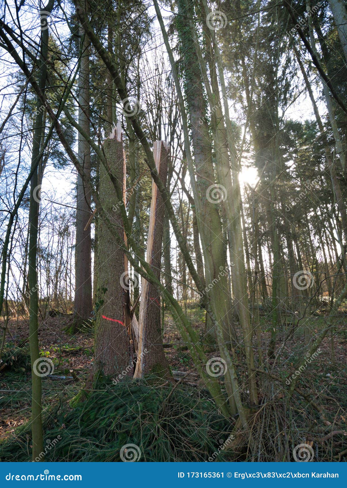In Two Divided Tree Trunk by Storm Damage. Stock Image - Image of ...