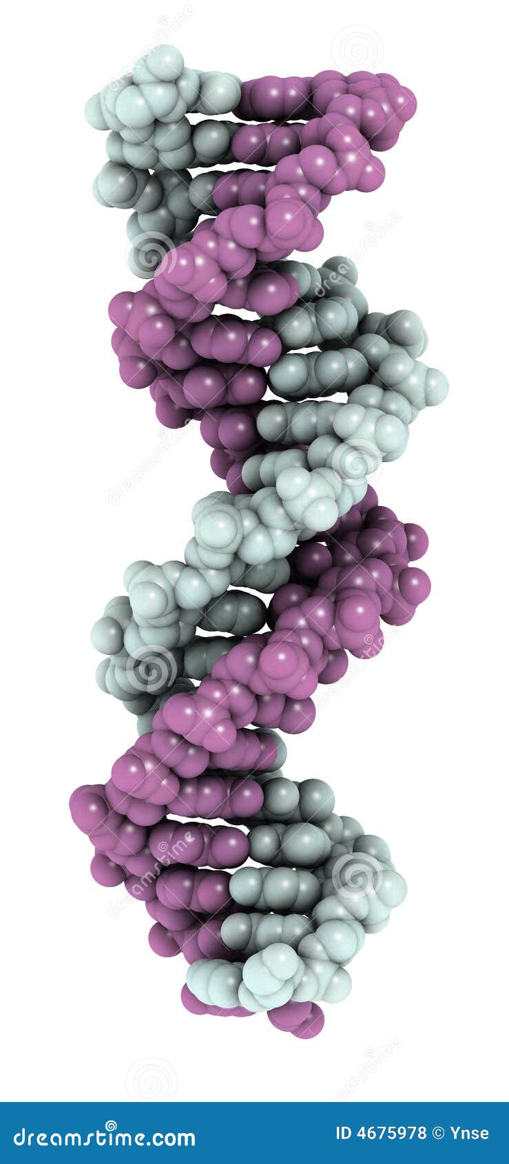 Two DNA chains stock illustration. Illustration of scientific - 4675978