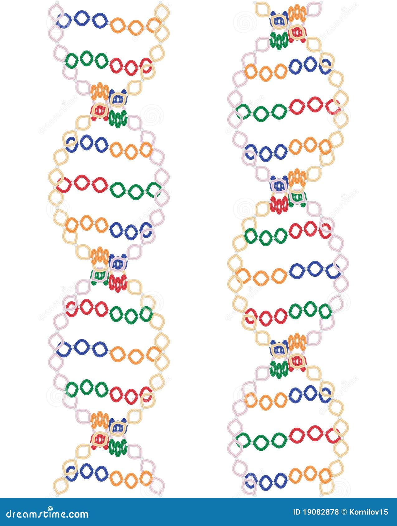 Two DNA helices stock vector. Illustration of life, cell - 19082878