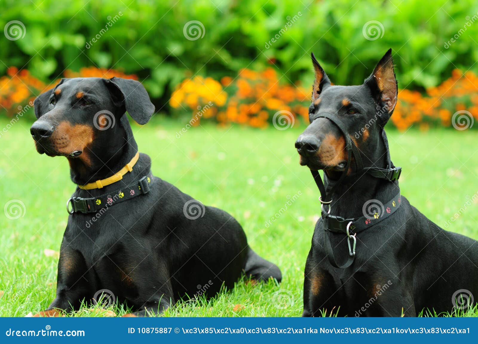 Two doberman stock image. Image of doberman, animal, cropped - 10875887