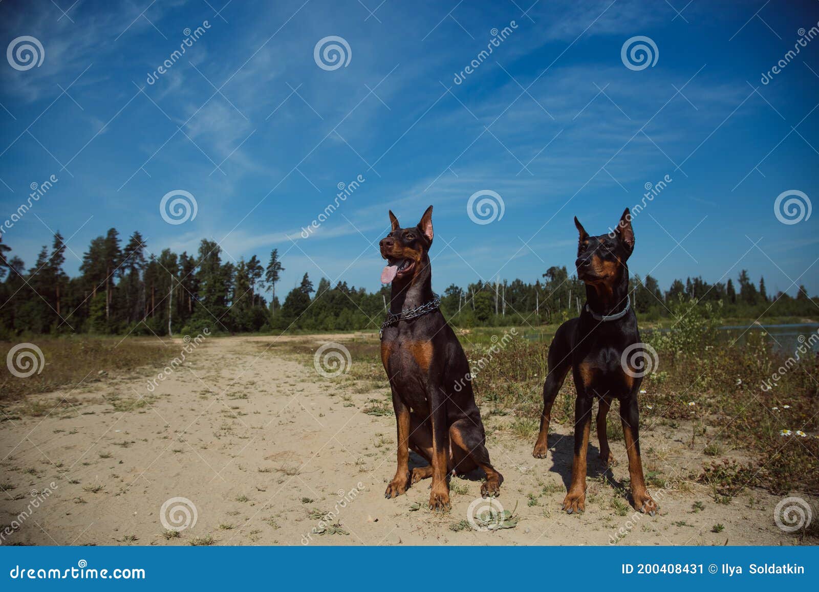 Two Doberman Dogs Sitting in the Field Stock Image - Image of lovely ...