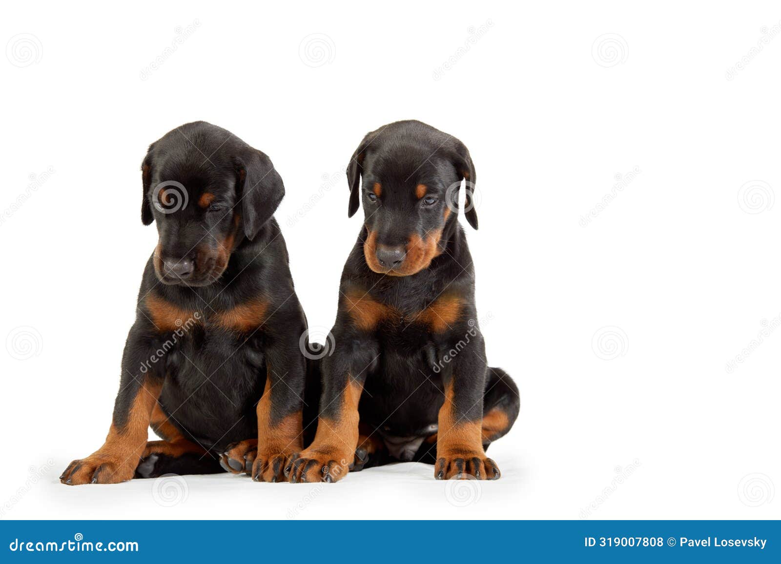 Two Doberman Puppies Isolated on Stock Photo - Image of indoor ...