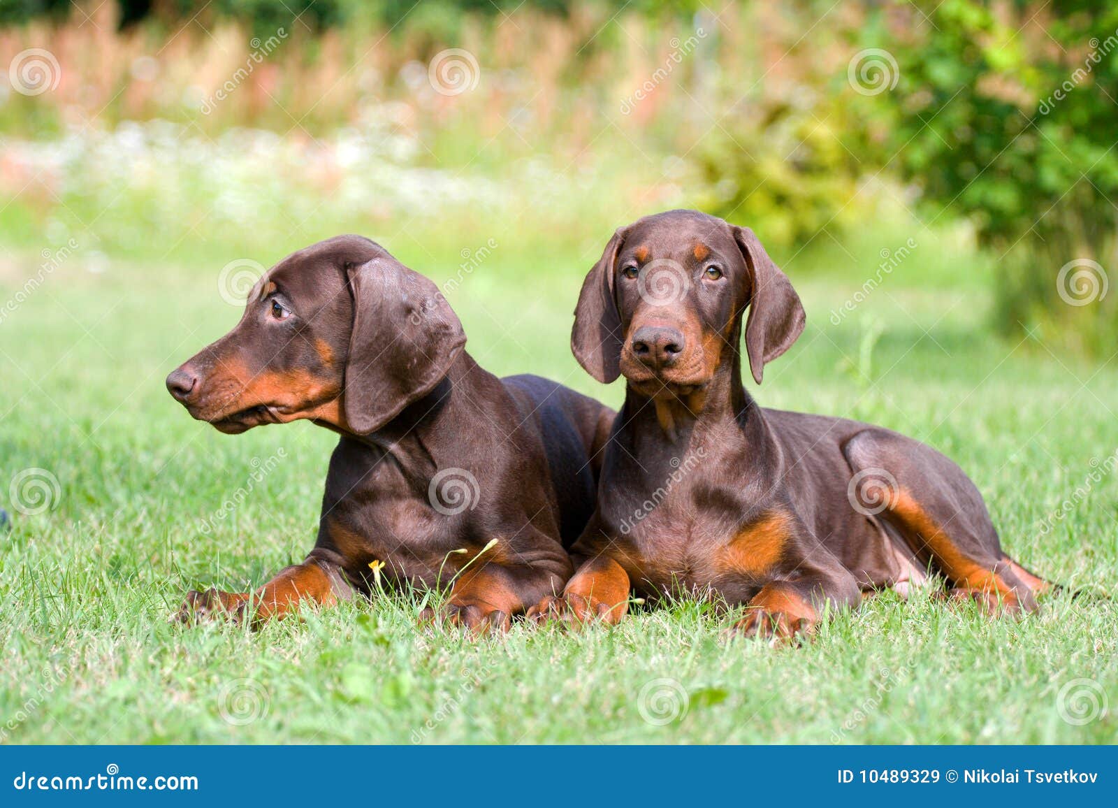 Two doberman puppys stock image. Image of dobermann, nature - 10489329