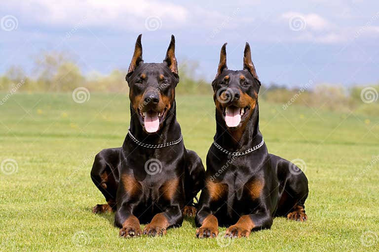 Two dobermans stock photo. Image of malicious, grass, muzzle - 9422014
