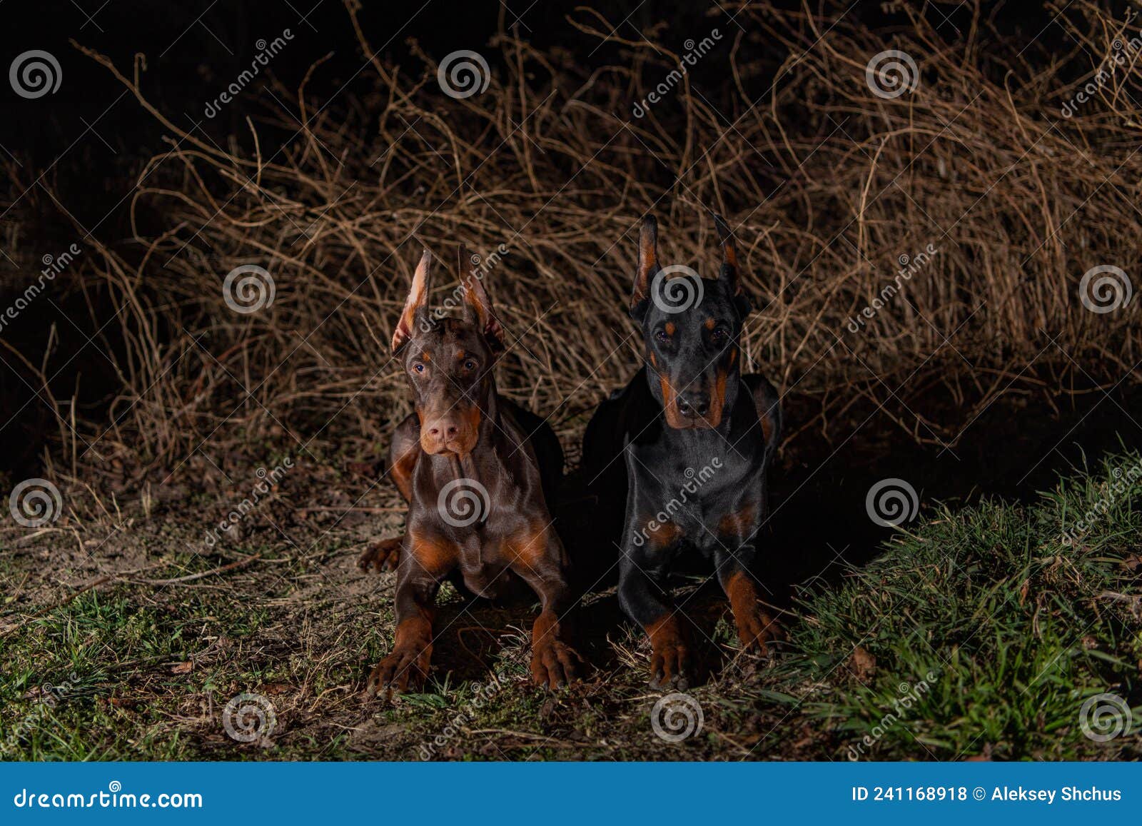 Two dobermans at night. stock photo. Image of woodland - 241168918