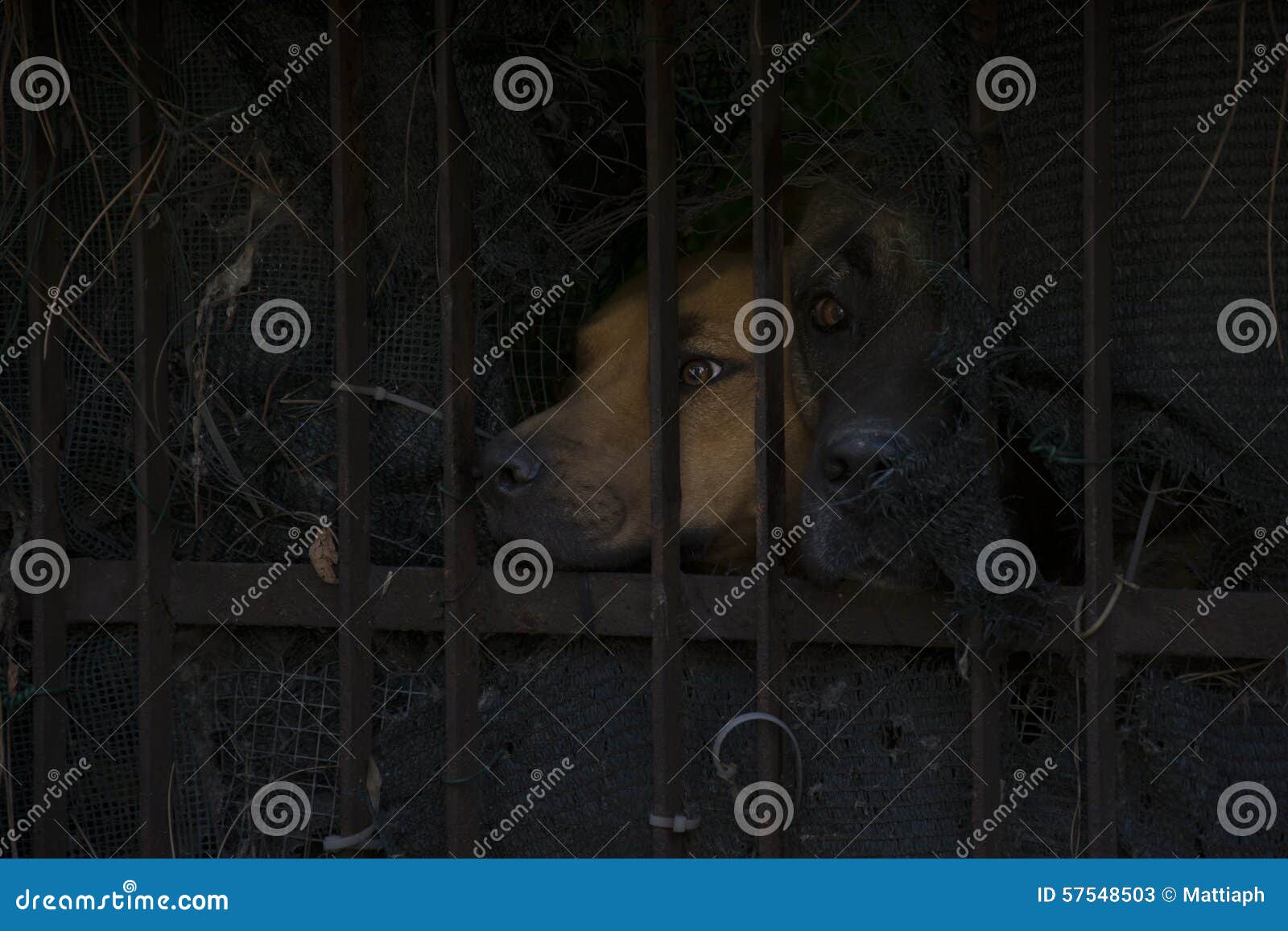 Two dog behind a fence stock image. Image of animals - 57548503