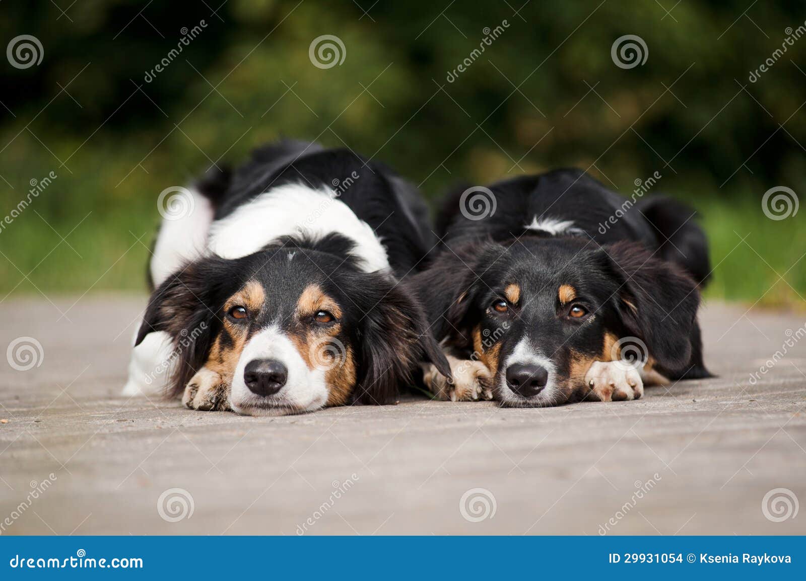 Two Dog Border Collie Portrait Stock Photo - Image of collie ...