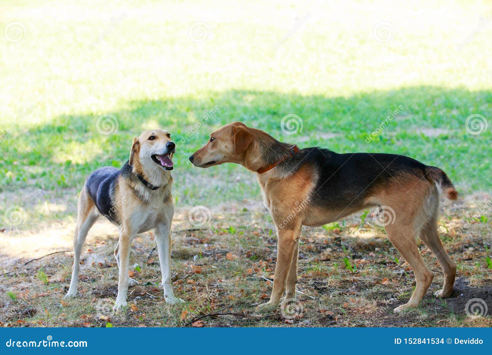 Dog breed Russian Hound stock photo. Image of breed - 152841534