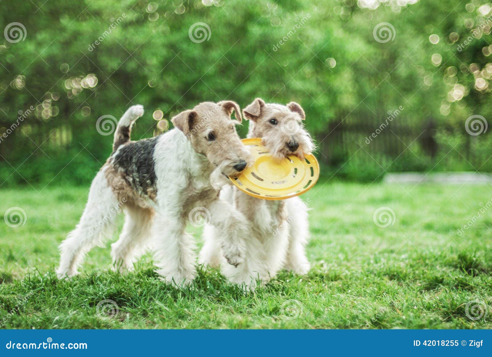 Two dog breeds Fox-Terrier stock image. Image of intelligence - 42018255