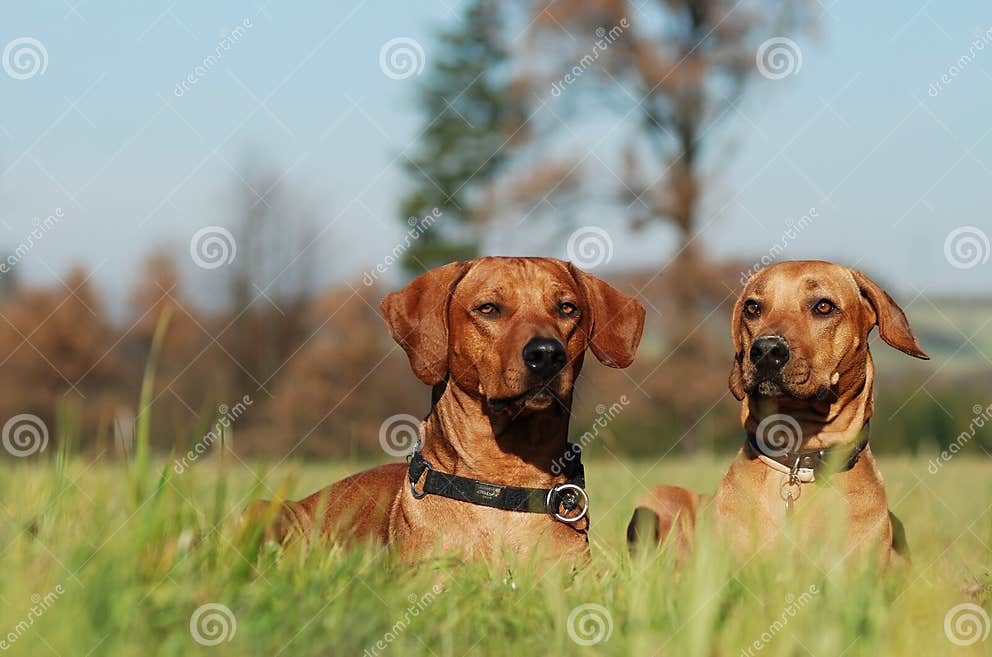 Two dog friends stock image. Image of animal, expression - 22650457