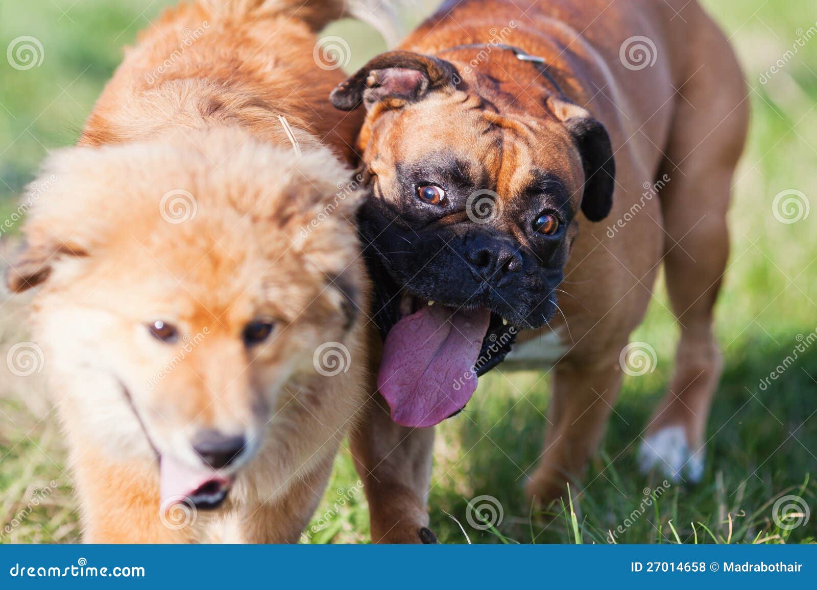Two dog friends stock photo. Image of love, animal, togehter - 27014658