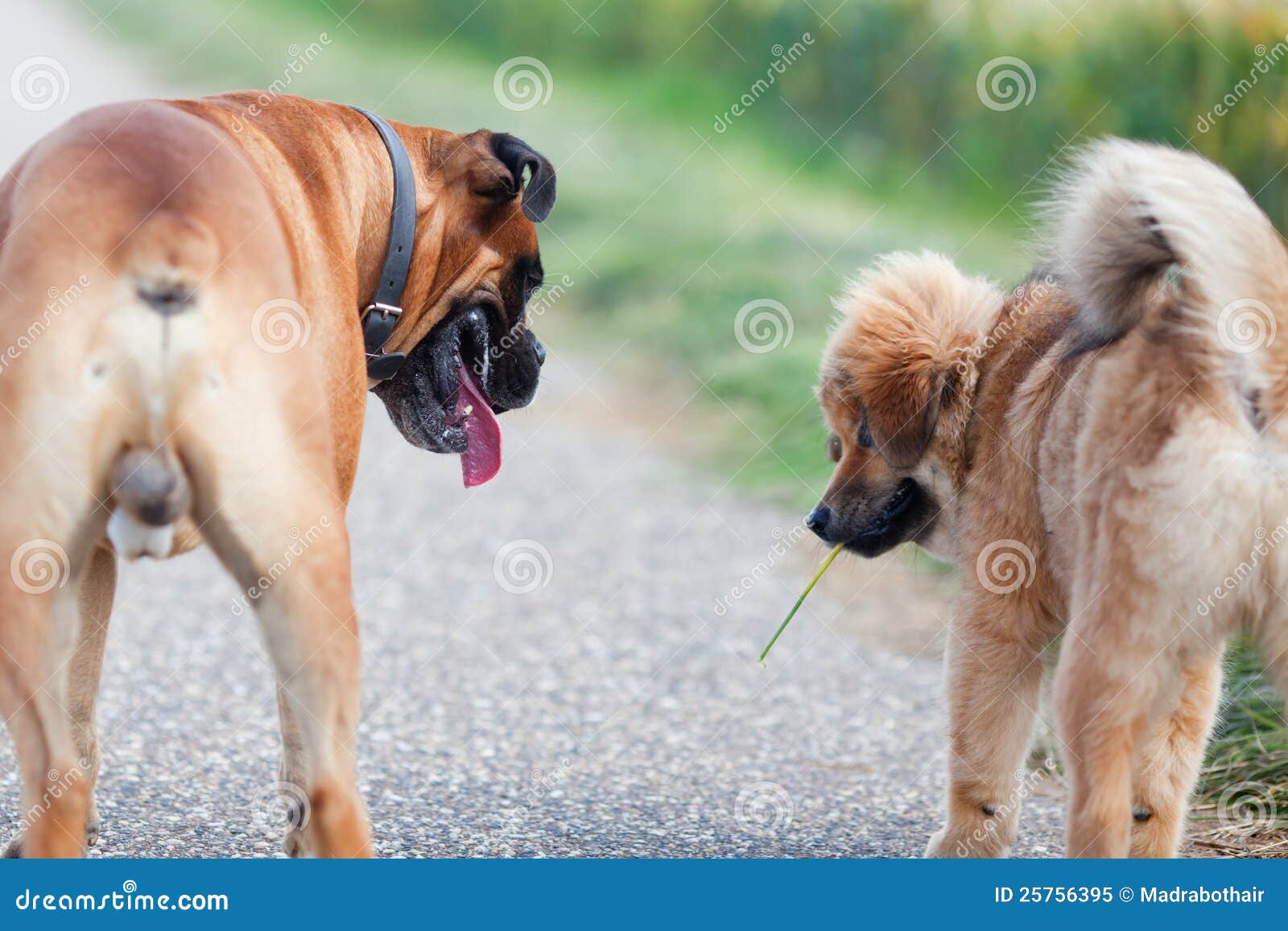 Two Dog Friends on the Road Stock Image - Image of field, culm: 25756395