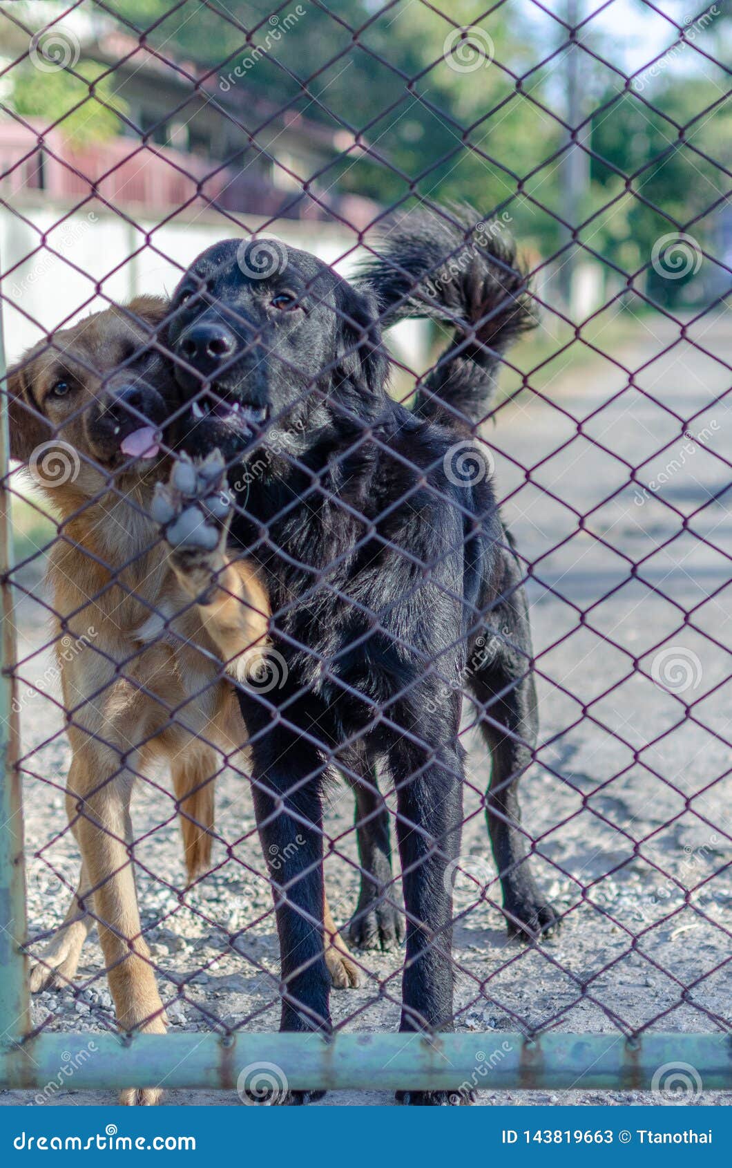 Two Dog Standing Behind the Kennel Door Stock Image - Image of cute ...