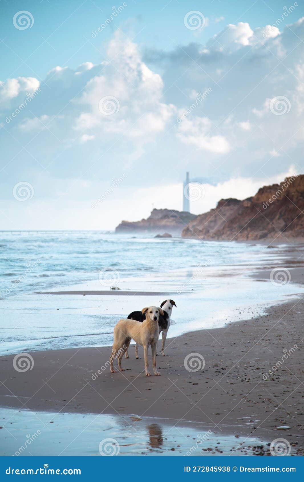 Two Dog Looking into the Distance on the Beach and a Lighthouse Stock ...