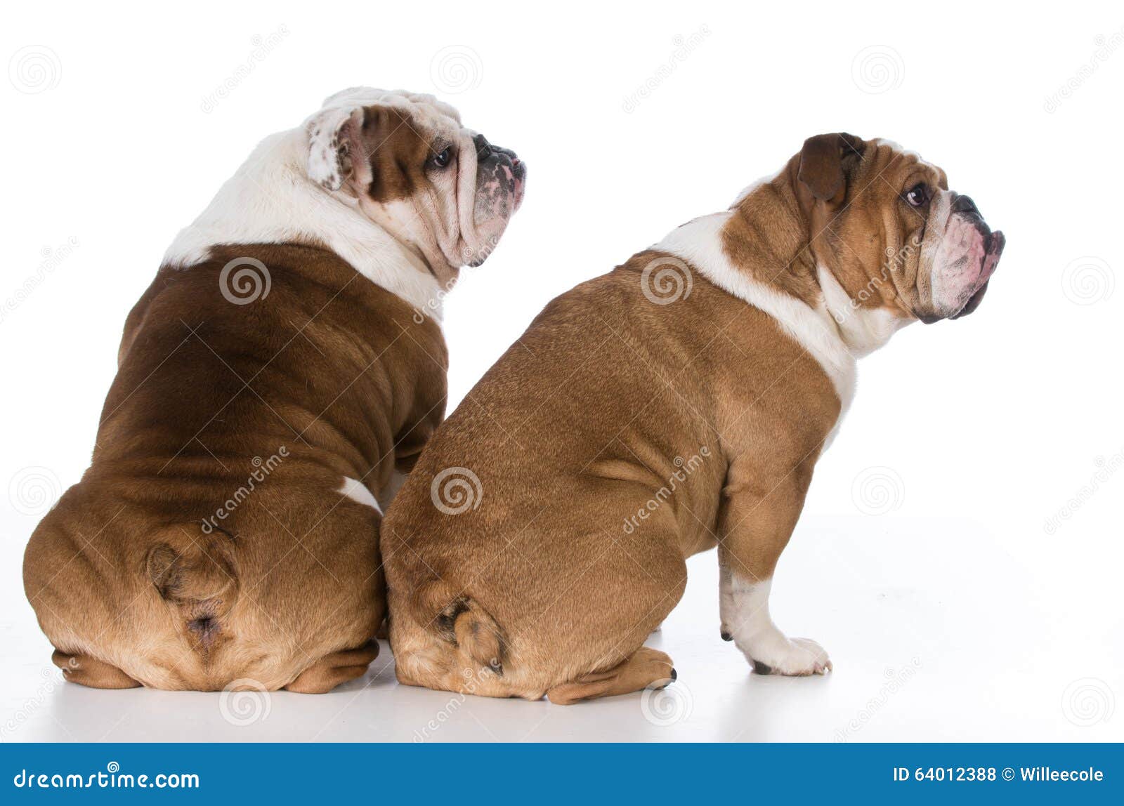 Two Dog Looking Over Shoulder Stock Photo - Image of daughter, father ...