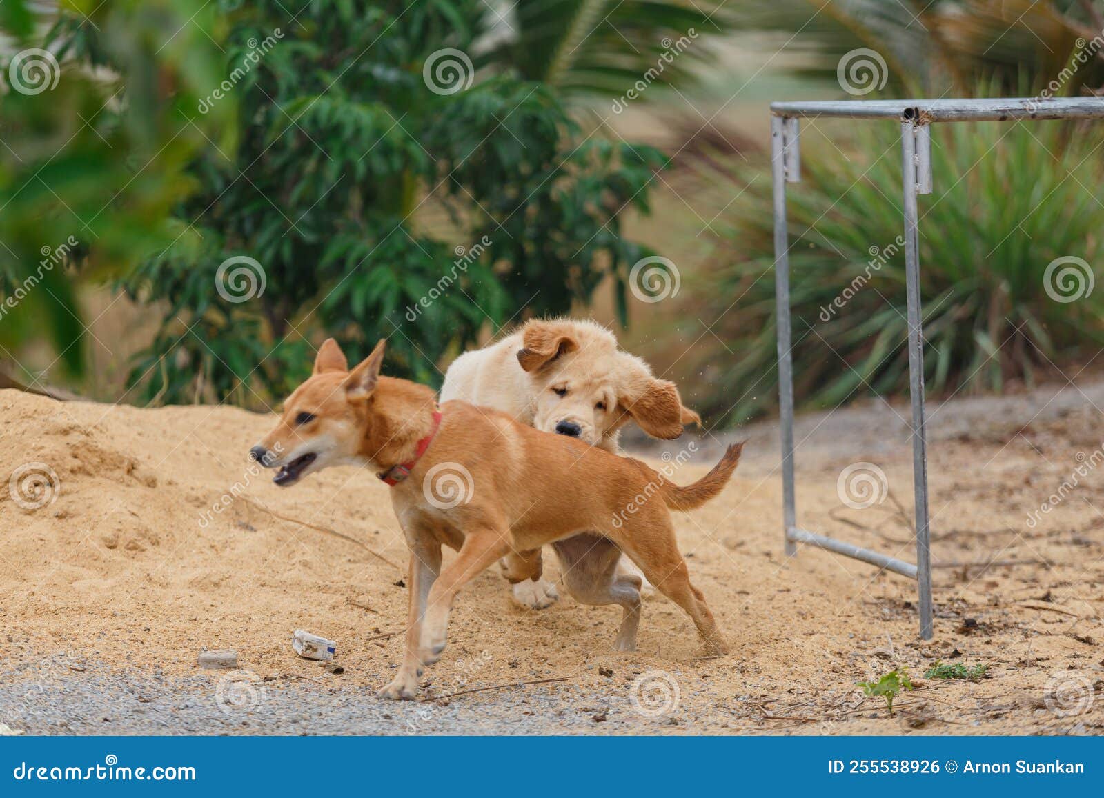 Two dog play and fight stock photo. Image of brown, portrait - 255538926