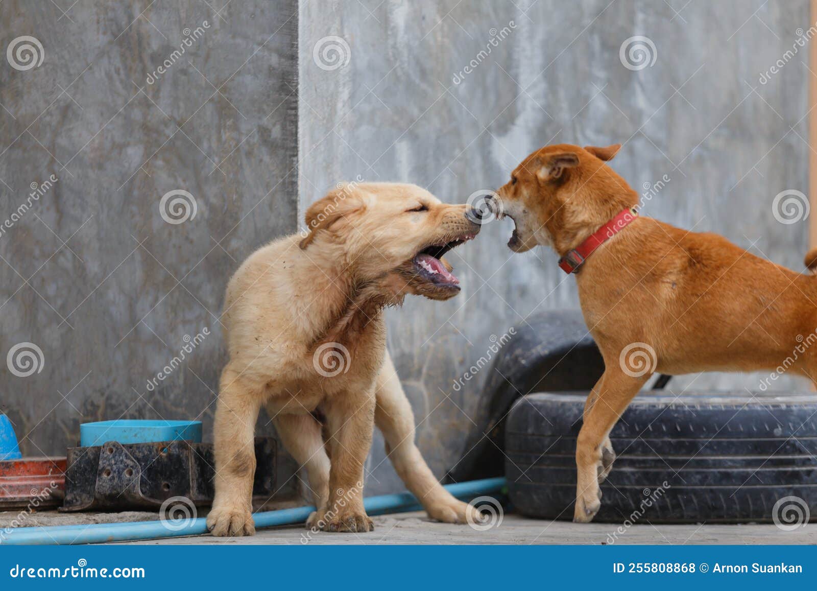 Two dog play and fight stock photo. Image of bite, pedigree - 255808868